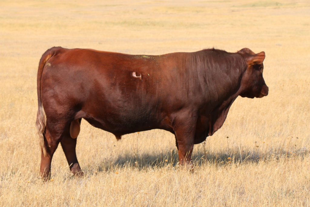 RIDGE PROVISION 6013 - New Site